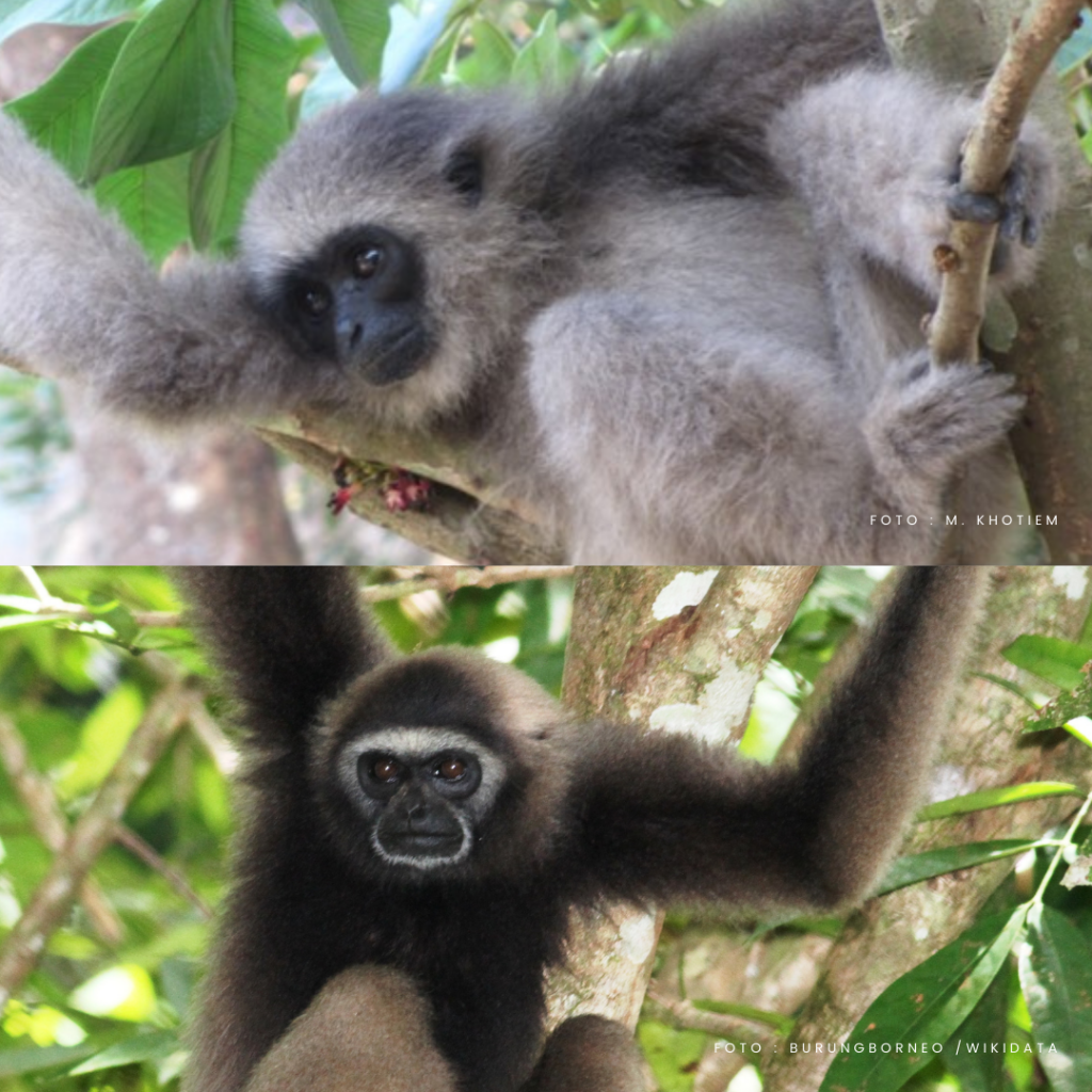 Owa Indonesia - Gibbonesia