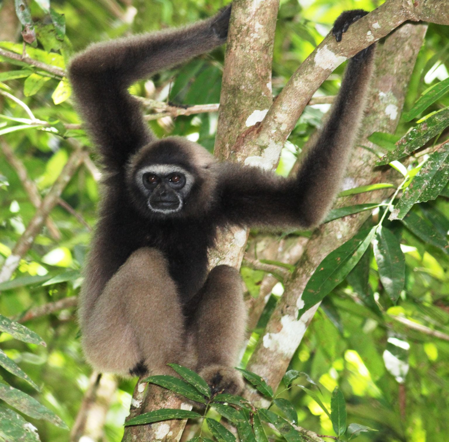 Mengenal Owa Kalimantan - Owa Kelempiau Utara dan Owa Kelempiau Barat ...