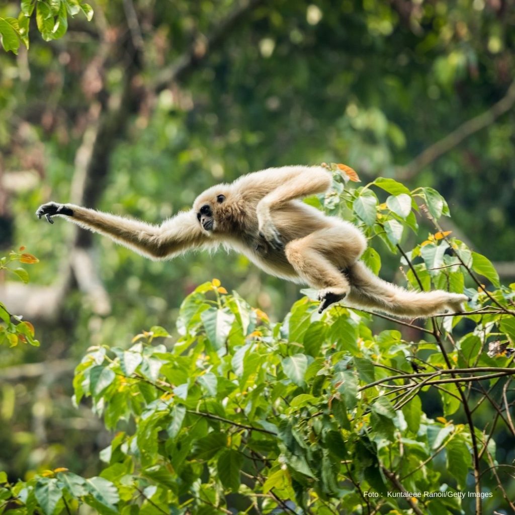 Dalam Sehari, Owa Jelajah Hutan Hingga Ratusan Meter - Gibbonesia