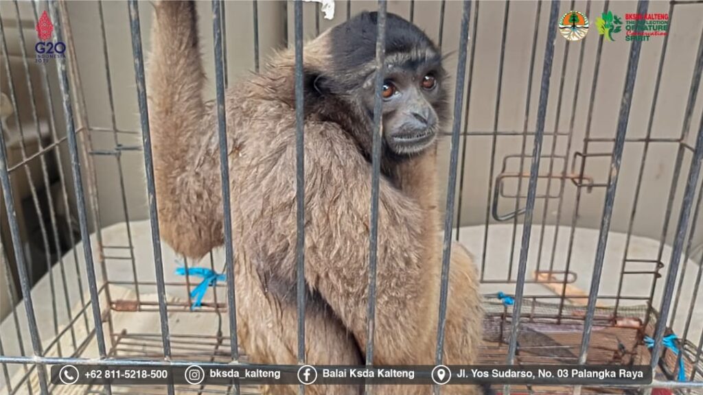 Warga Serahkan Owa Kalawat Setelah Dipelihara 5 Tahun - Gibbonesia